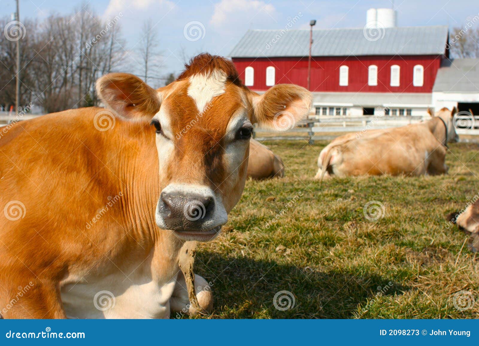 Jersey cow in a pasture stock image. Image of nose, nature - 2098273