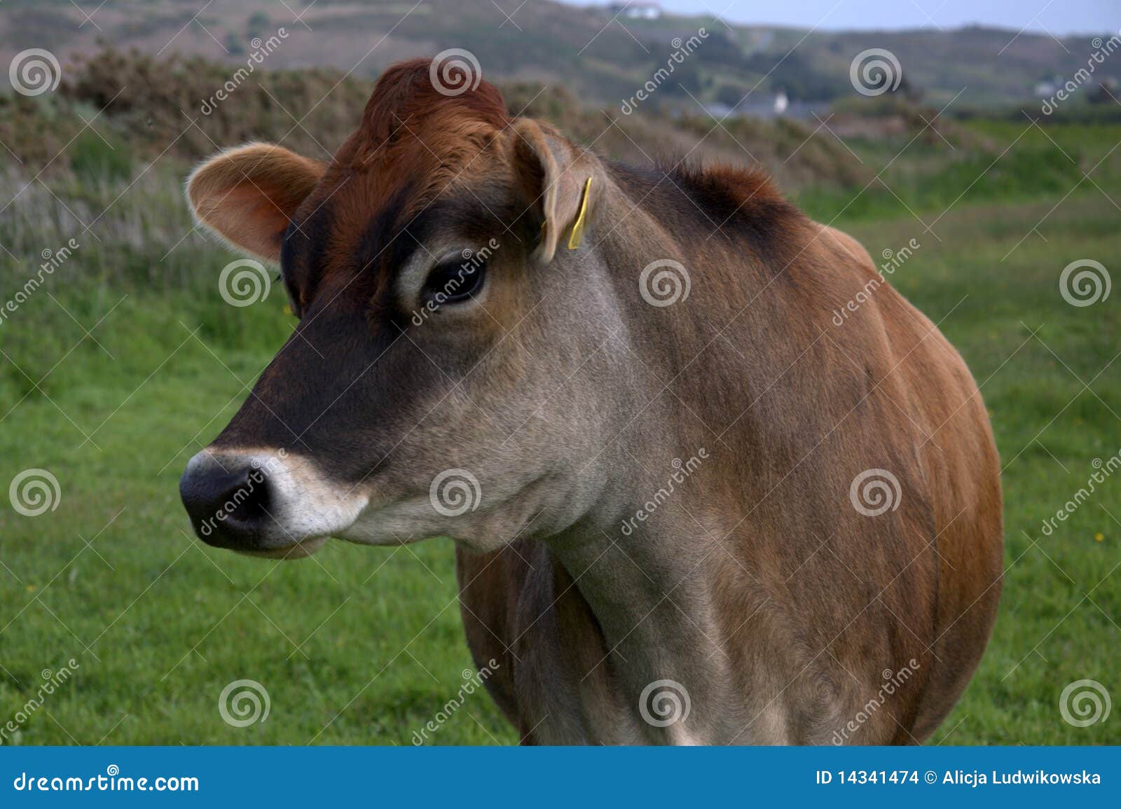 Jersey cow portrait stock photo. Image of beef, farm - 14341474