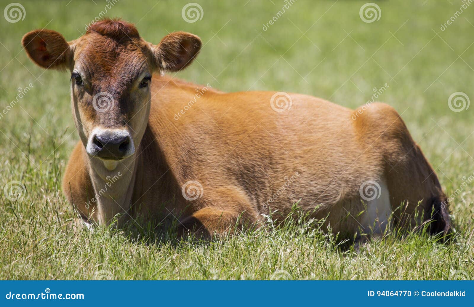 Jersey Cow Relaxing Front Profile Stock Photo - Image of cute, beef ...