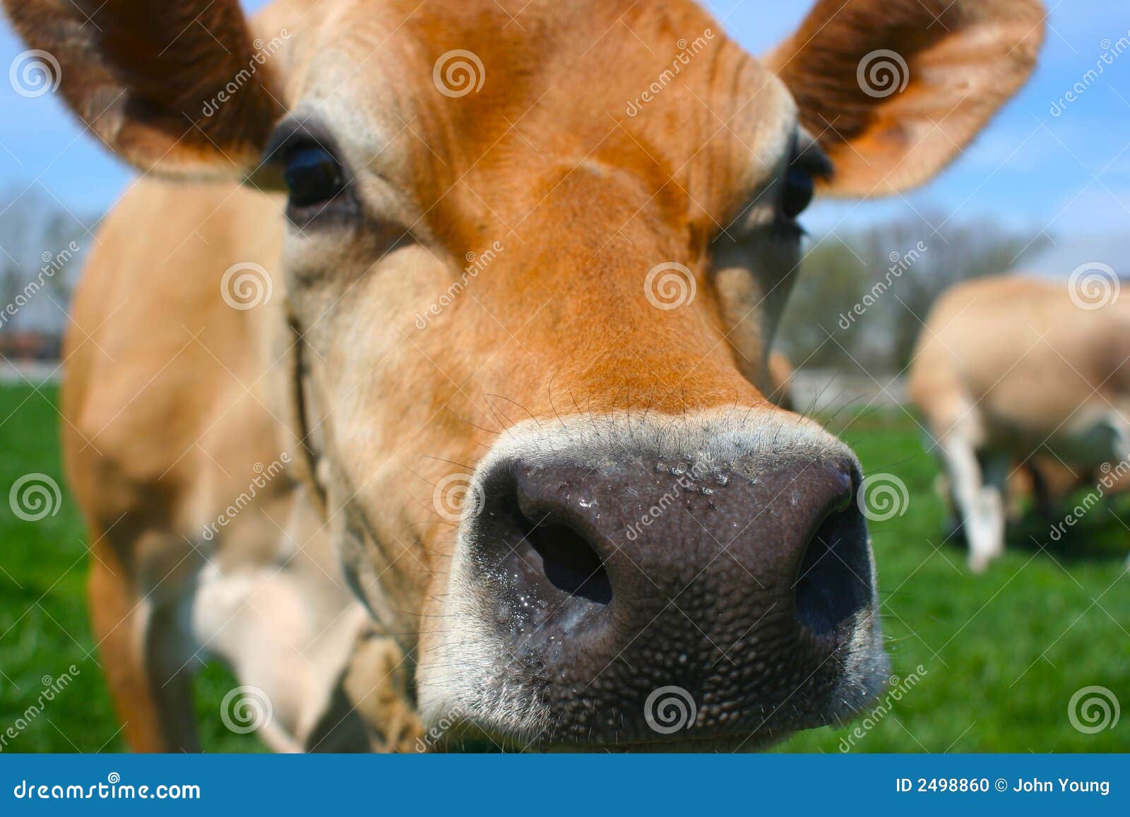 Jersey Cow Sniffing at a Camera Stock Photo - Image of field, barn: 2498860