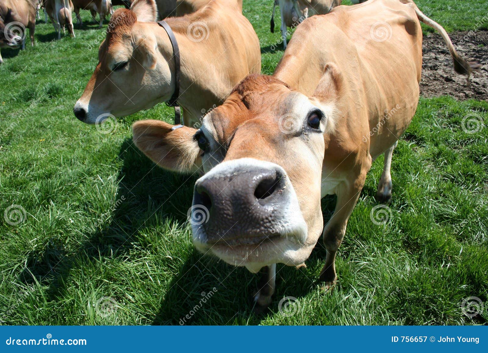 Jersey Cow Sniffing Camera stock image. Image of beauty - 756657