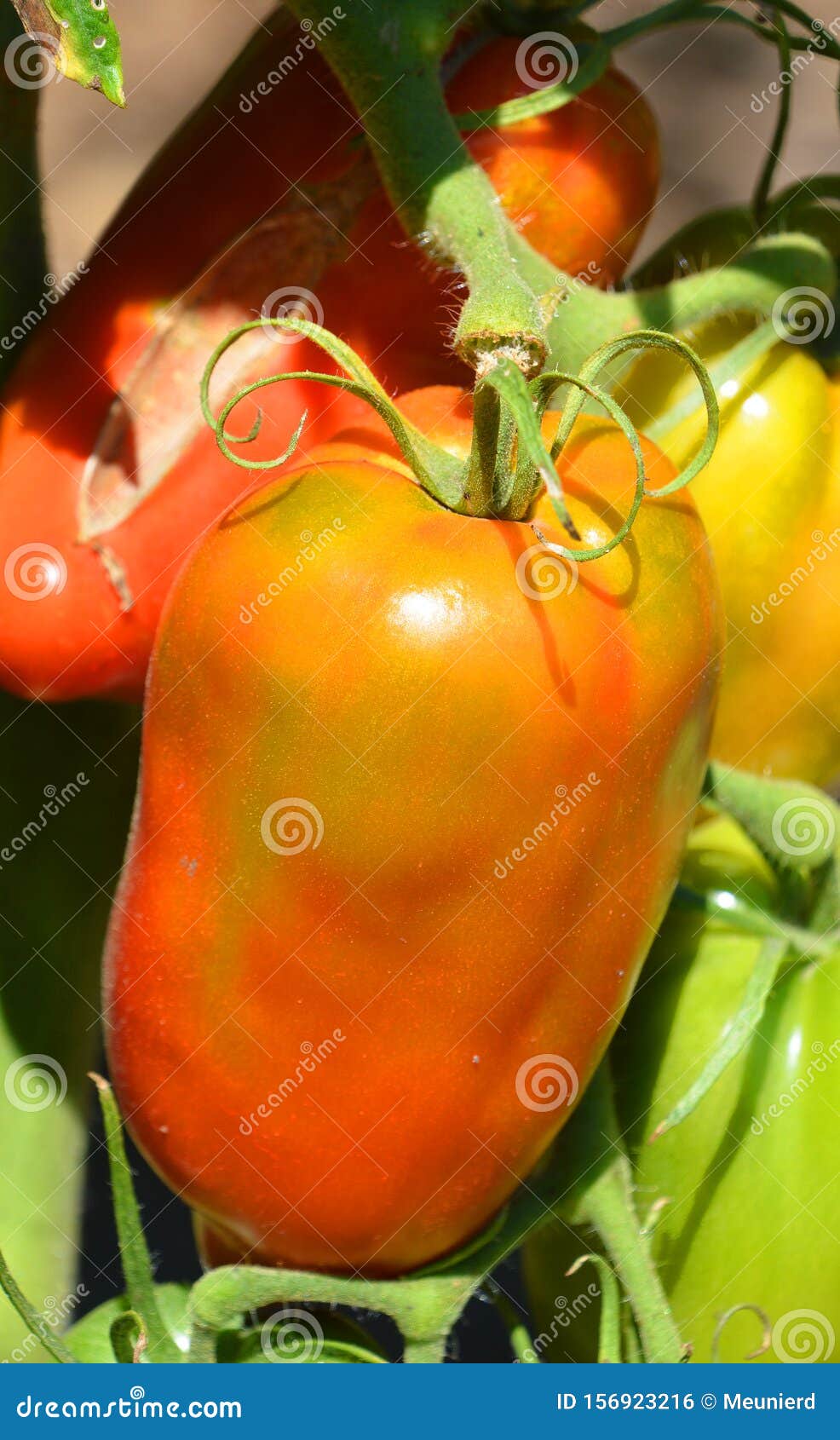 Jersey Devil Tomato stock photo. Image of fresh, grow - 156923216