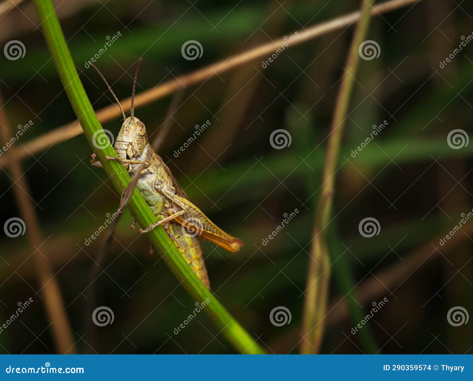 The Jersey Grasshopper or Sharp-tailed Grasshopper (Euchorthippus ...