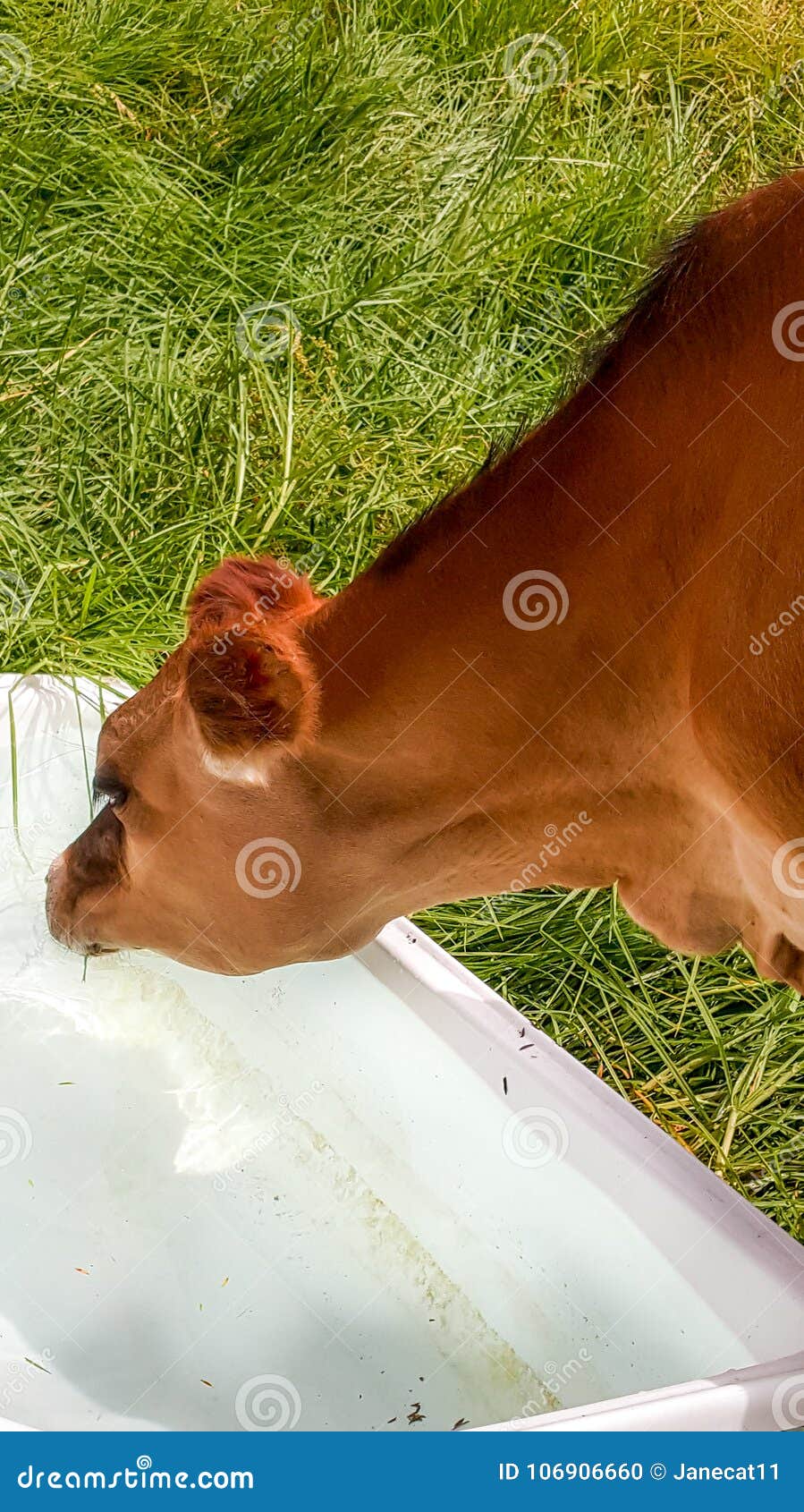 Jersey Heifer Drinking Water Stock Photo - Image of spring, herd: 106906660