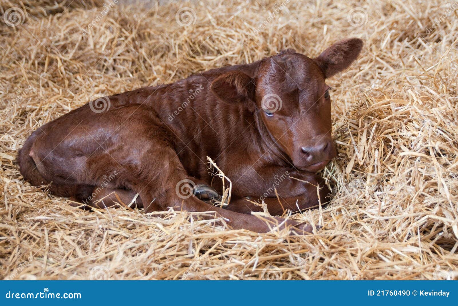 Jersey-Kalb stockfoto. Bild von jung, bauernhof, stall - 21760490