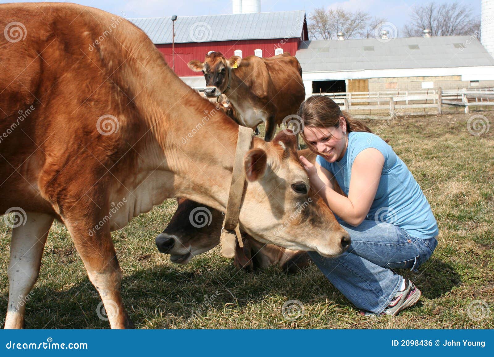 Jersey-Kuh in einer Weide stockfoto. Bild von gras, blau - 2098436