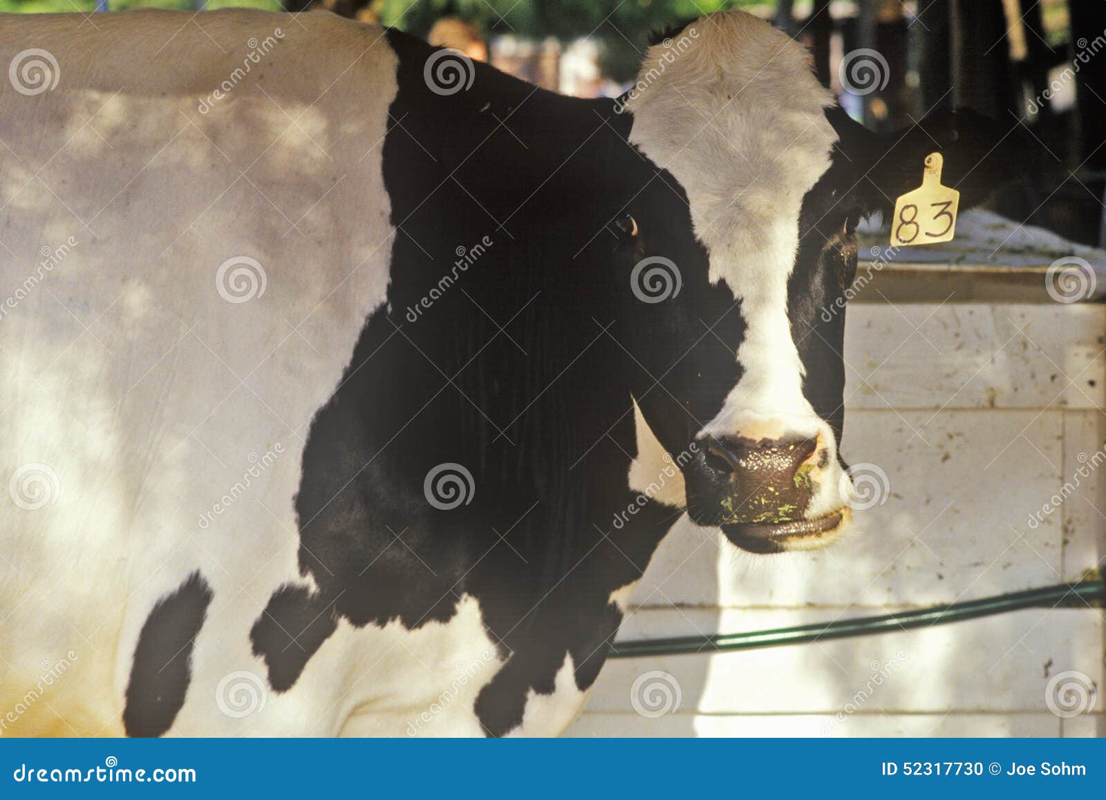 Jersey Milk cow stock photo. Image of bovine, farm, scenes - 52317730