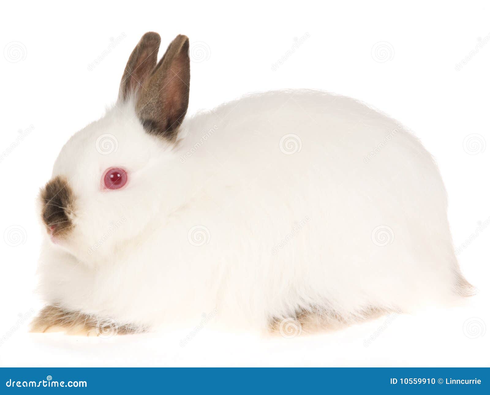109 Wooly Rabbit Stock Photos - Free & Royalty-Free Stock Photos from ...