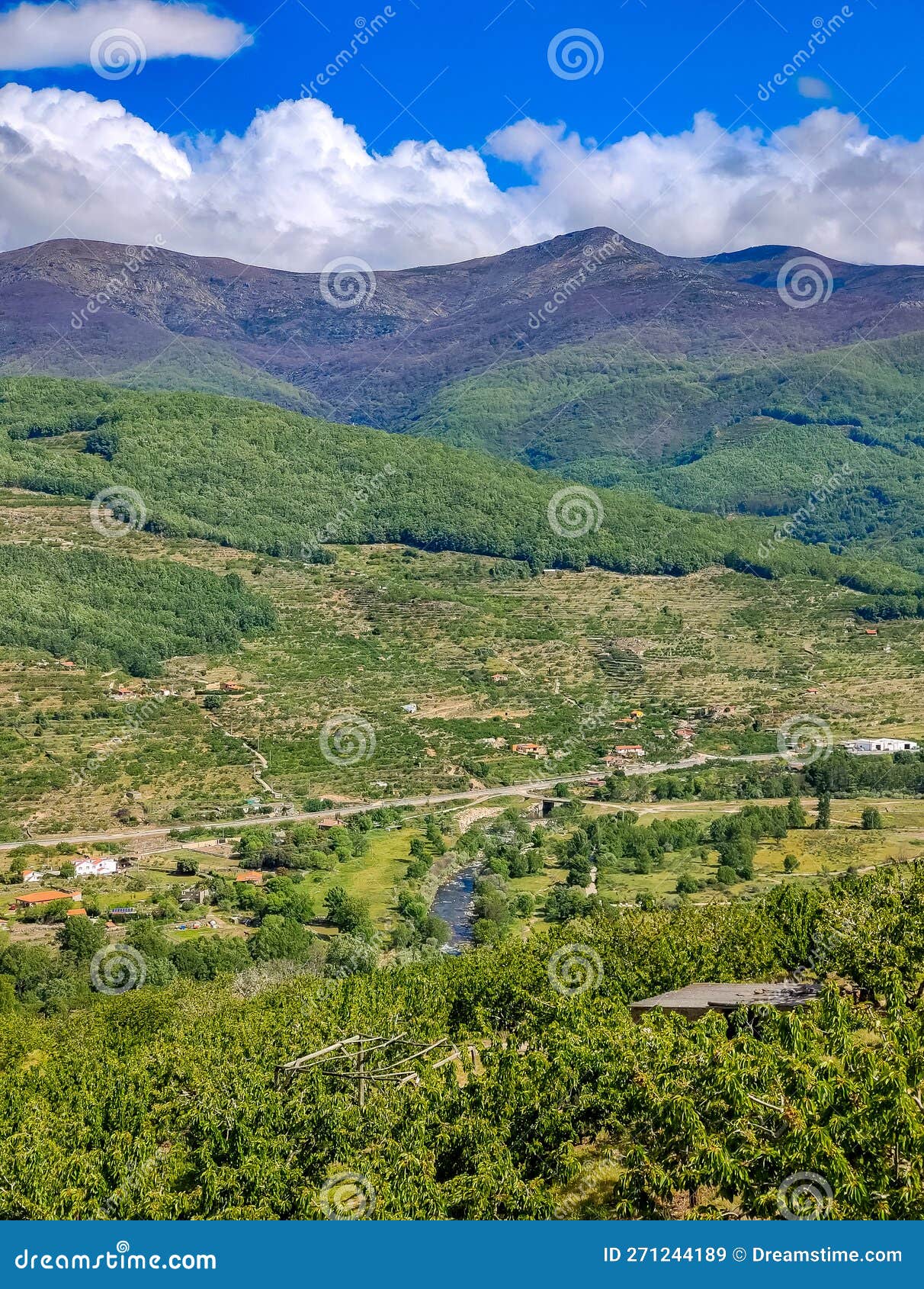 Jerte valley stock image. Image of prunus, rural, tree - 271244189