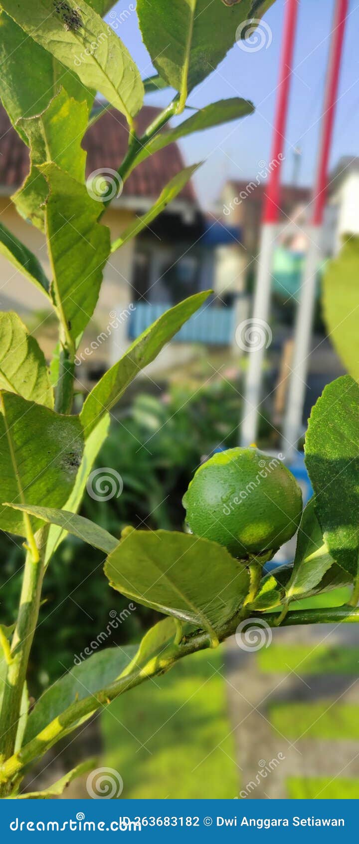 Jeruk Purut Fruit stock photo. Image of jeruk, evergreen - 263683182