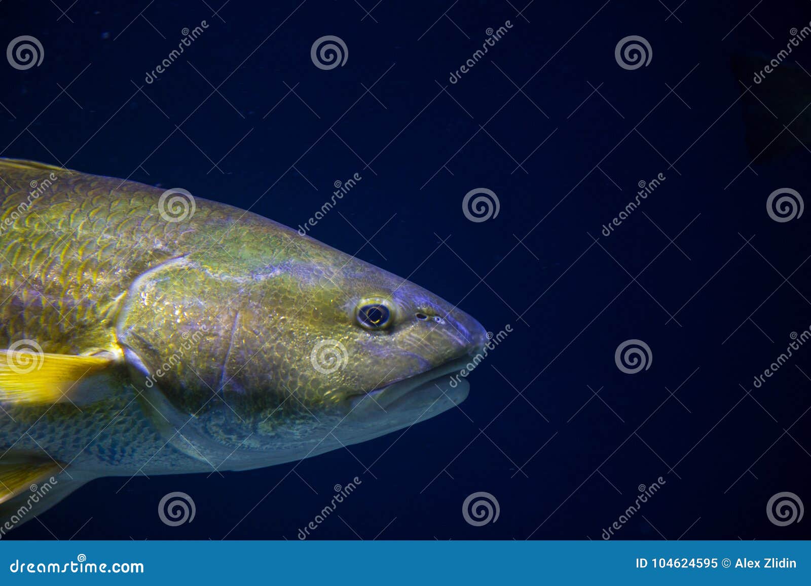 Fish Profile stock image. Image of head, profile, fish - 104624595