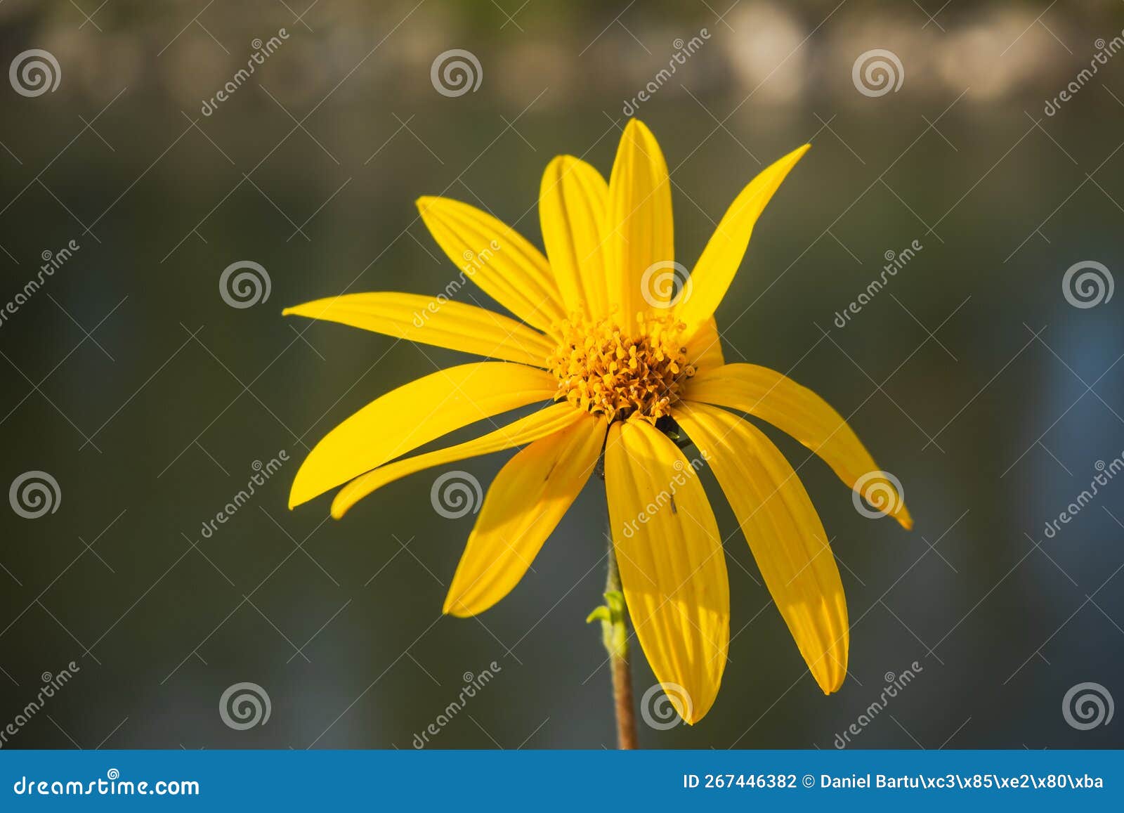 Jerusalem Artichoke - Also Called Sunroot, Sunchoke, Wild Sunflower ...