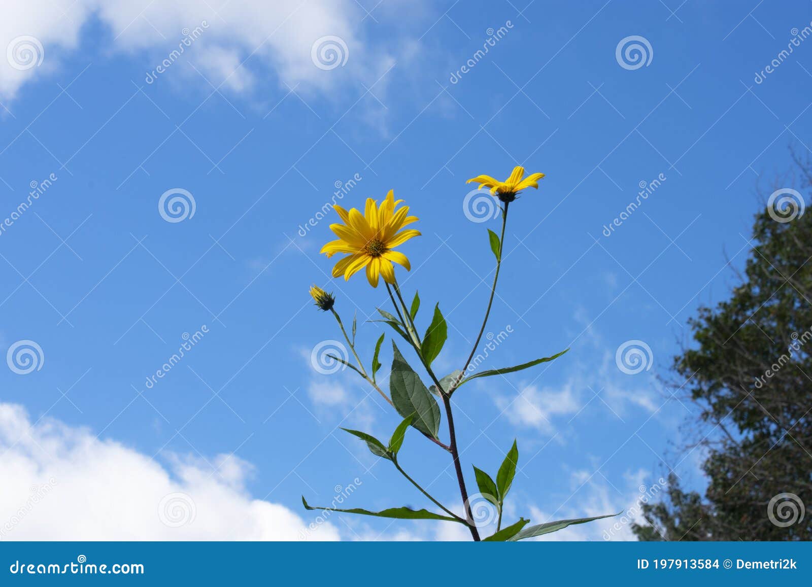 Jerusalem Artichoke, Sunchoke, Flowers -03 Stock Photo - Image of ...