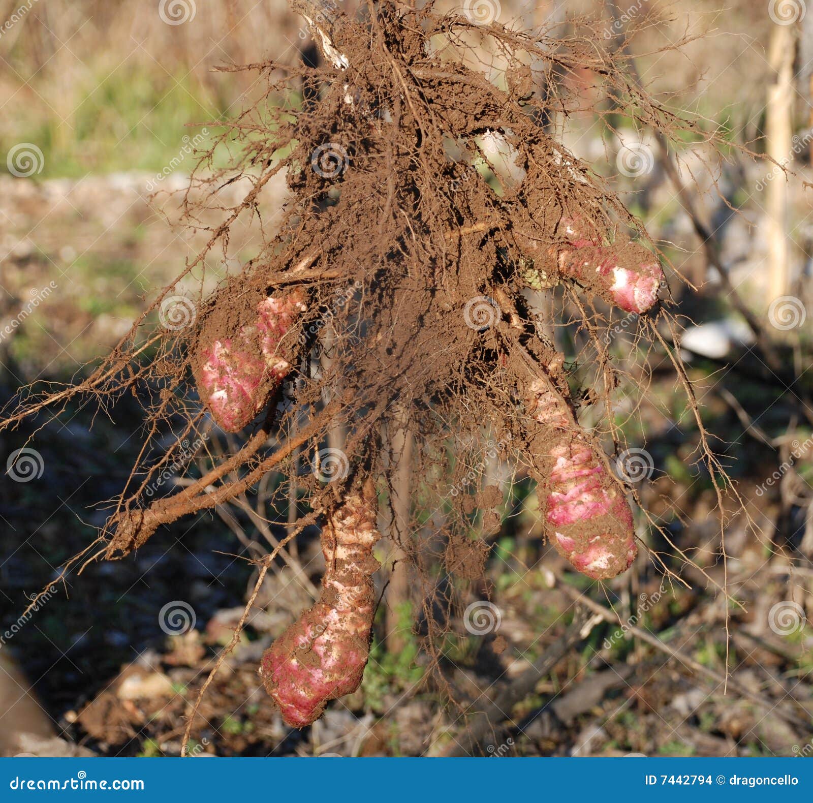 Jerusalem Artichokes Attached To Plant Stock Photo - Image of vegetable ...