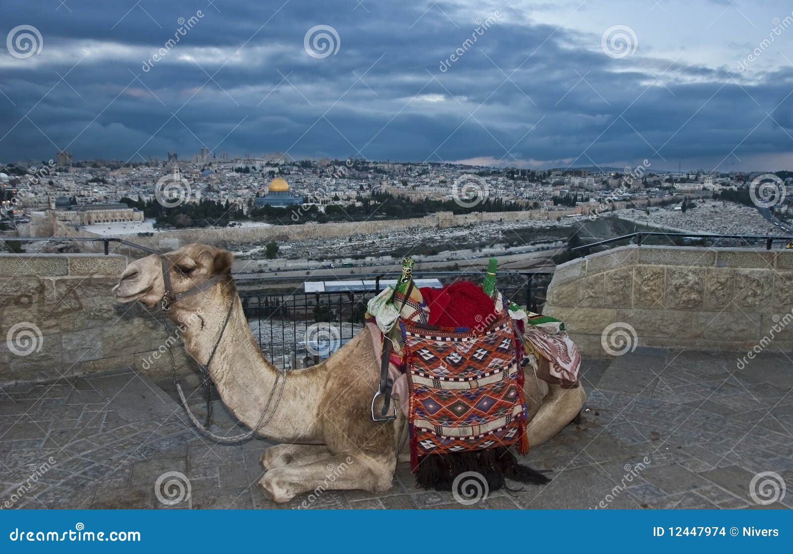 Jerusalem and camel stock photo. Image of cupola, ancient - 12447974