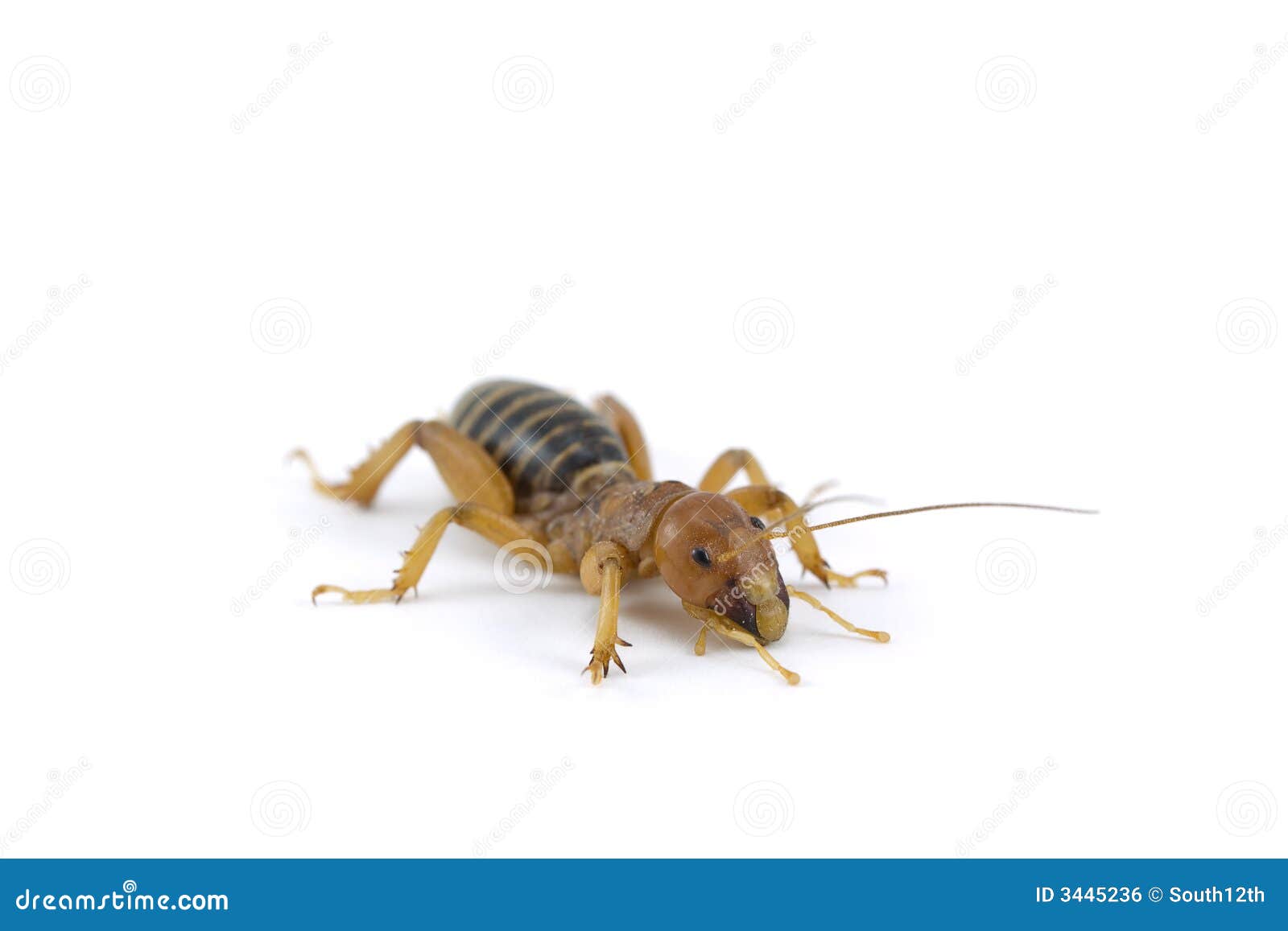 Jerusalem Cricket stock photo. Image of animal, headed - 3445236