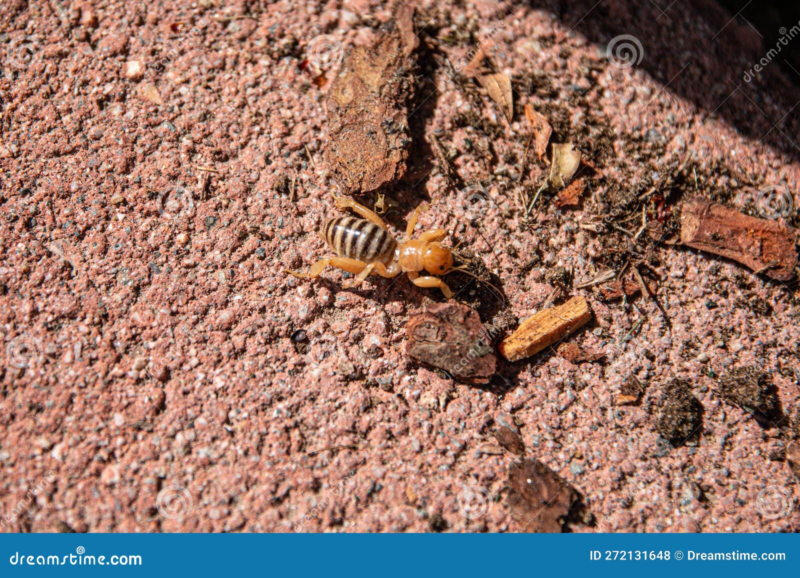 Jerusalem Cricket stock photo. Image of animal, jerusalem - 272131648