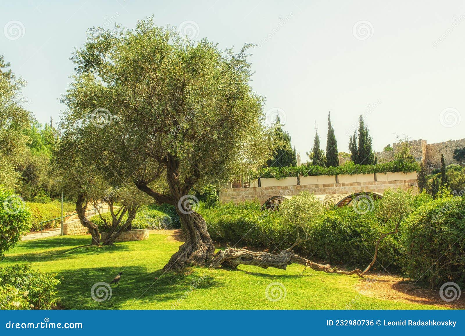 Jerusalem, Israel - June 12, 2021: Old Olive Tree in Yemin Moshe ...