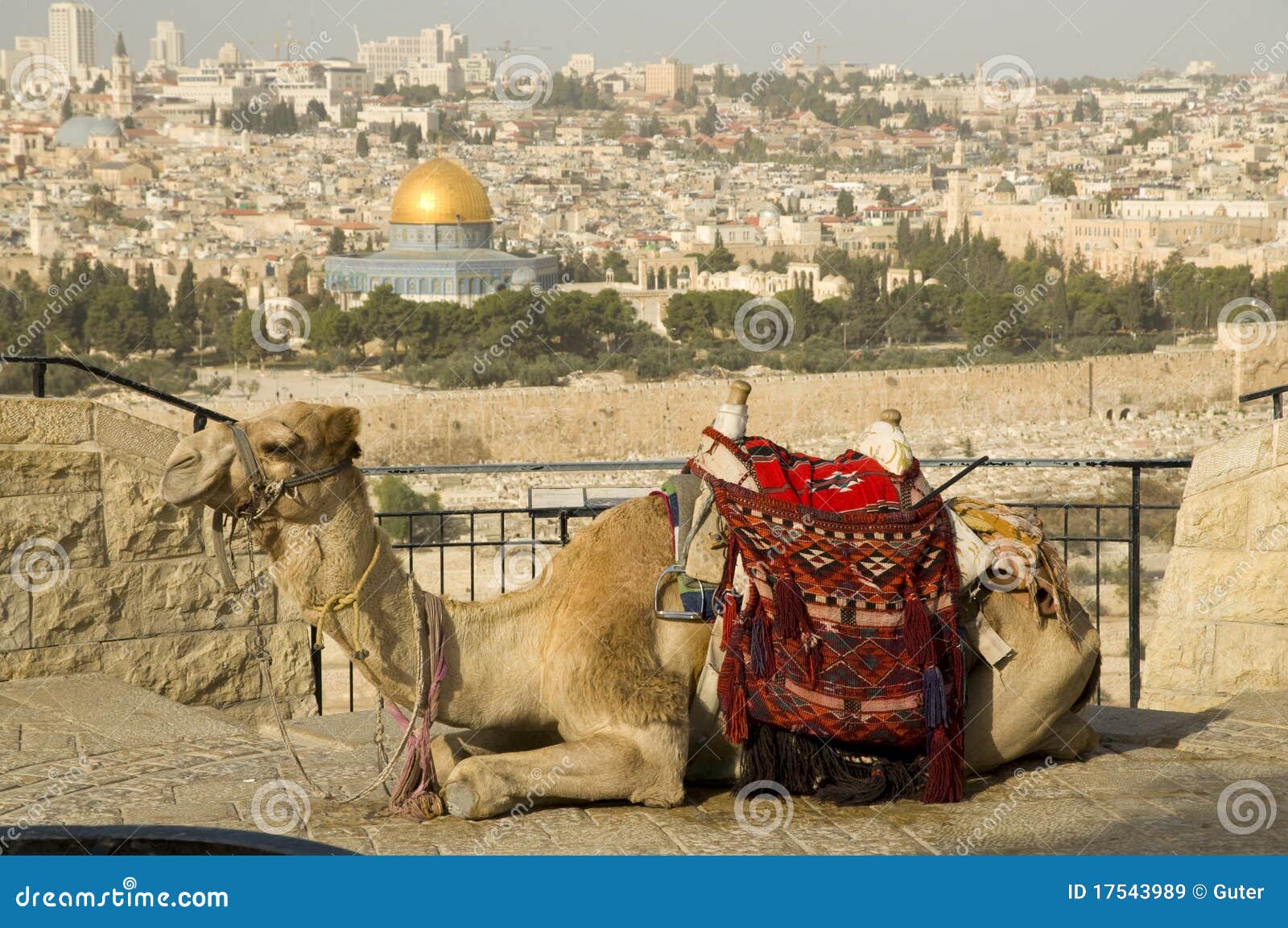 Jerusalem Old City with a Camel Stock Image - Image of surrounding ...