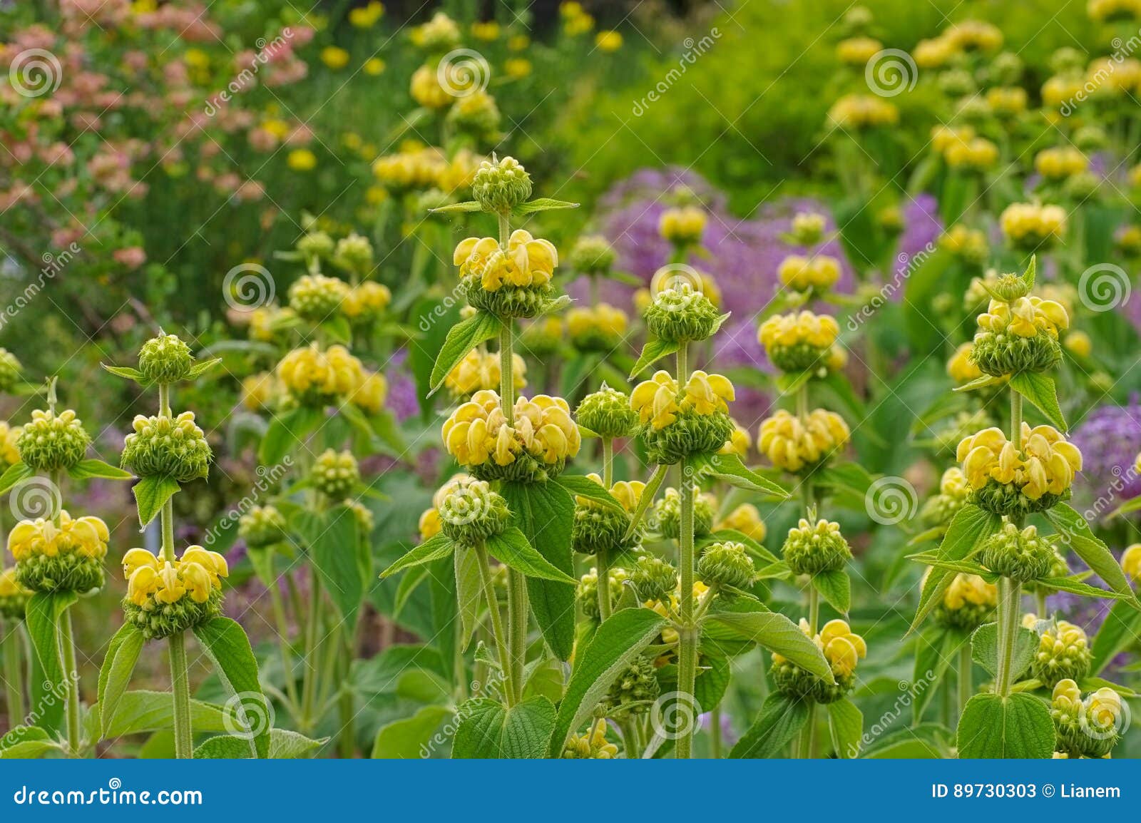 Jerusalem Sage, Phlomis Russeliana Stock Image - Image of wildflower ...