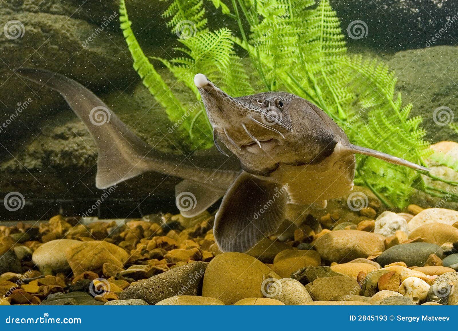 Jesiotr obraz stock. Obraz złożonej z ryba, nurkowanie - 2845193