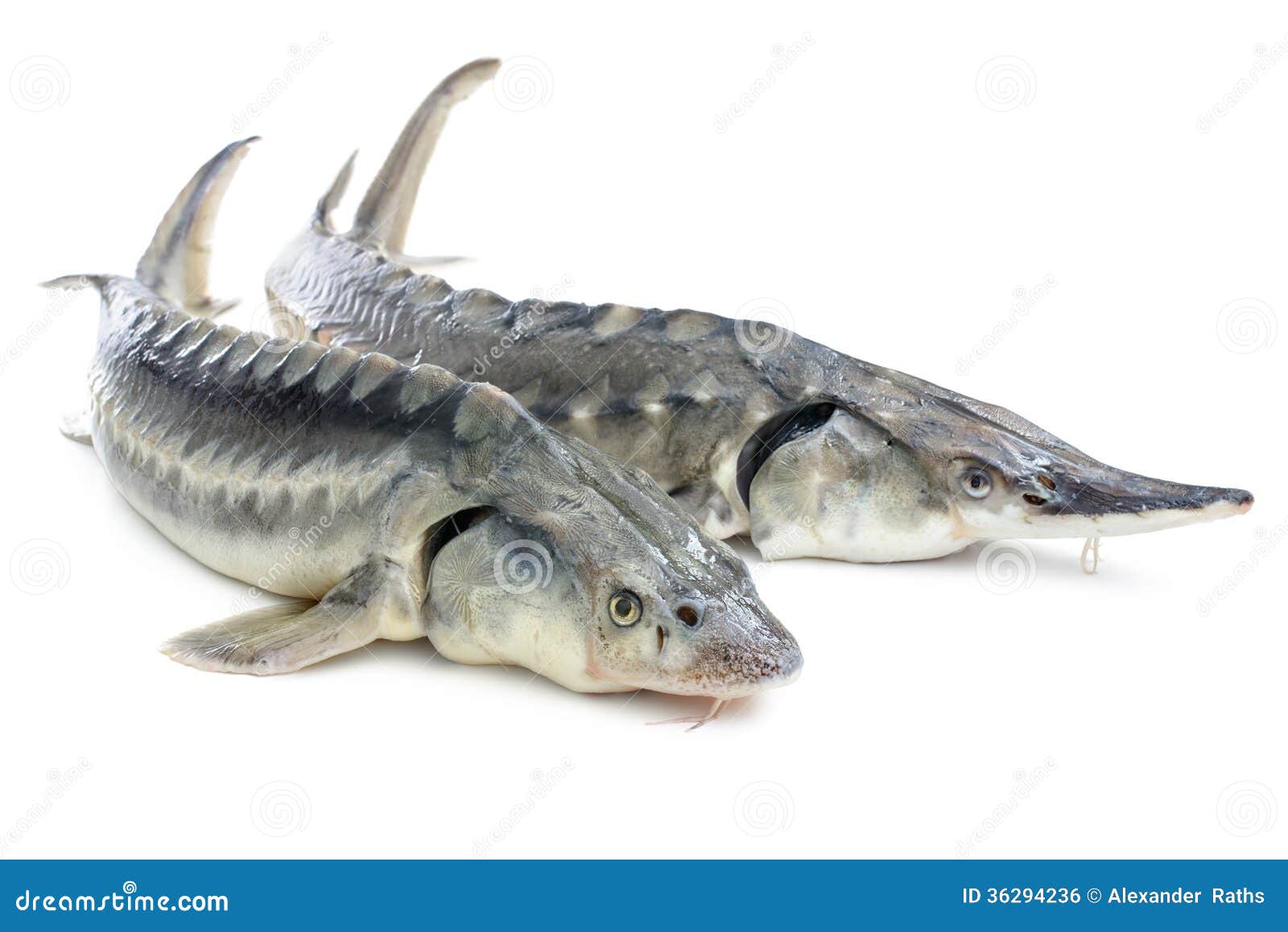 Jesiotr ryba zdjęcie stock. Obraz złożonej z kawior, zbliżenie - 36294236