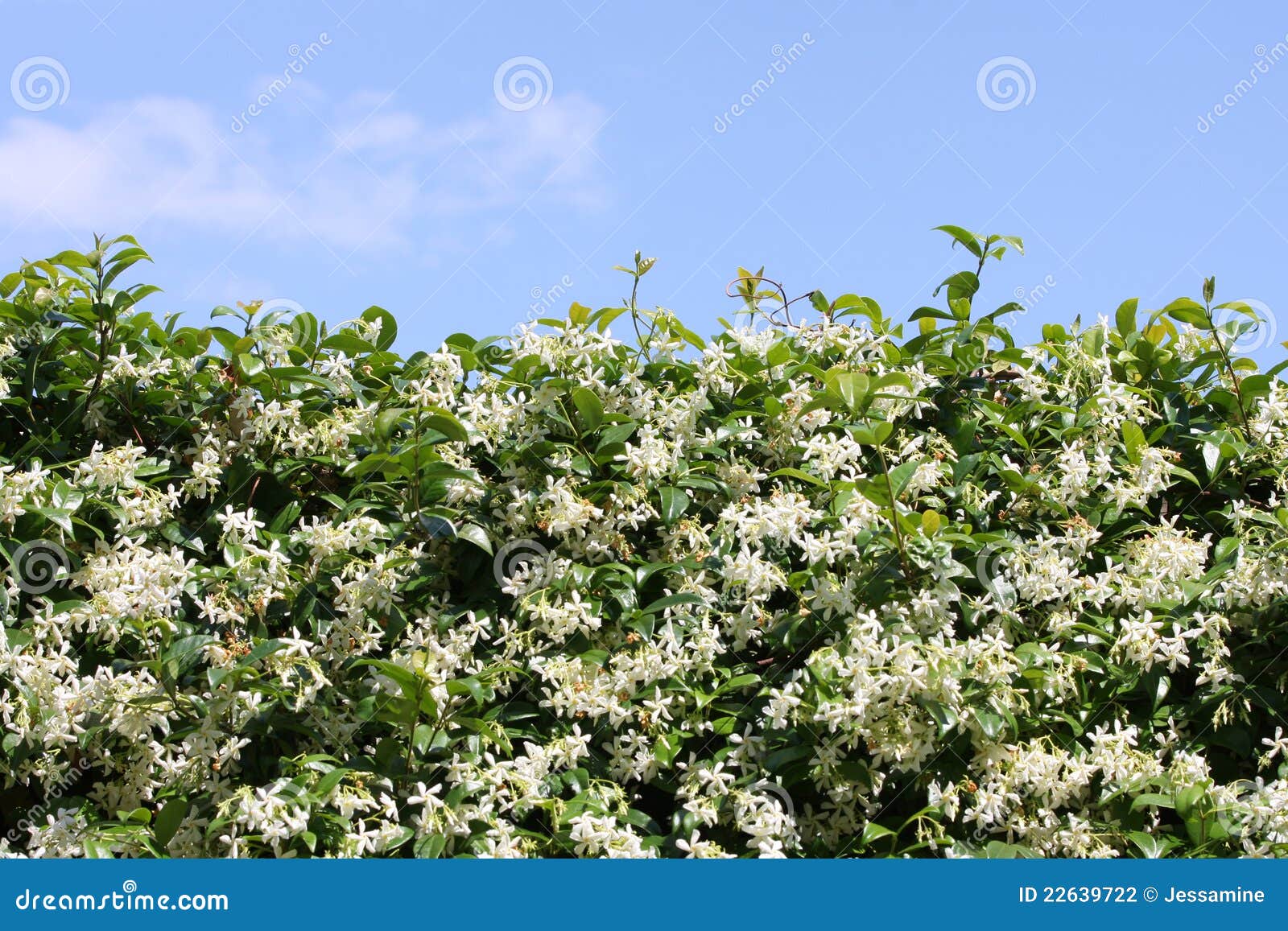 Jessamine stock photo. Image of petal, leaf, green, plant - 22639722
