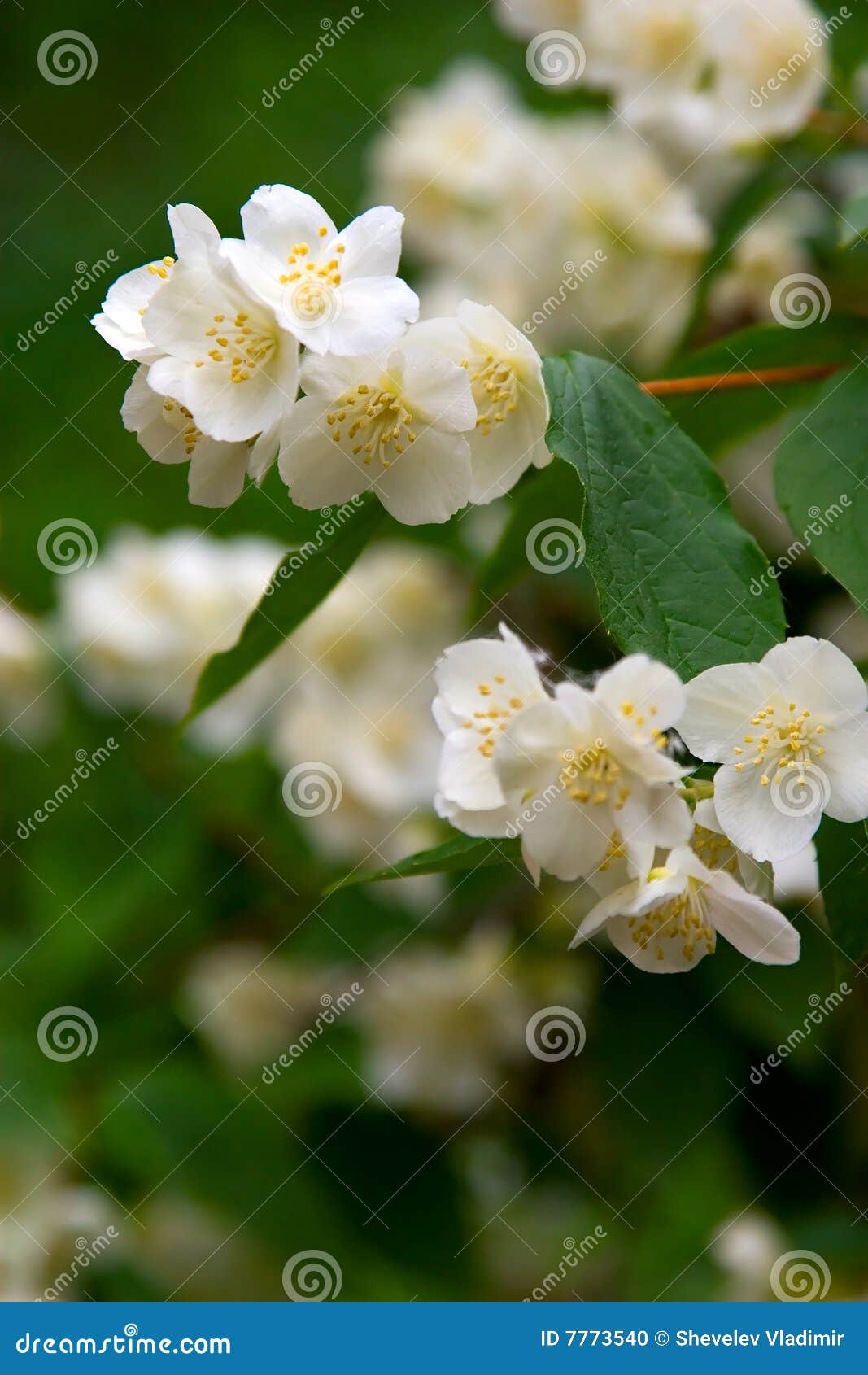 Jessamine stock photo. Image of outdoors, botany, blooming - 7773540