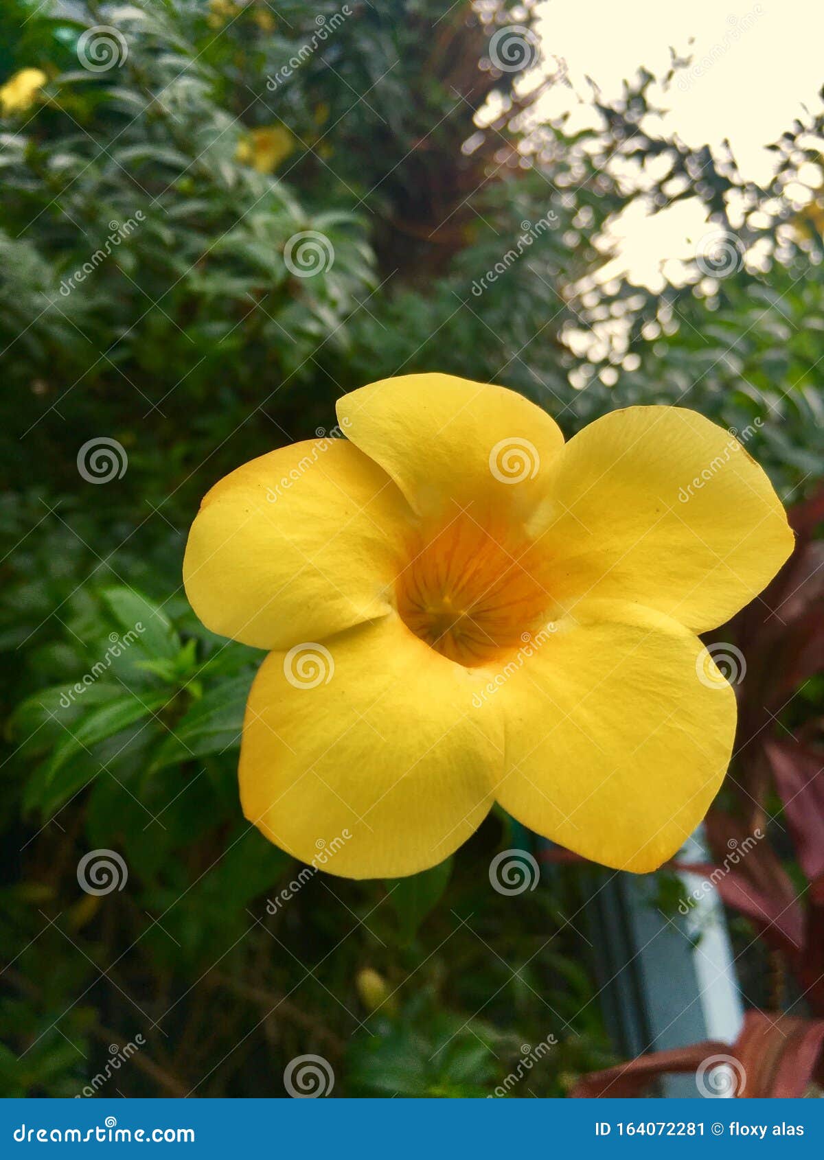 Jessamine stock image. Image of yellow, petal, flower - 164072281