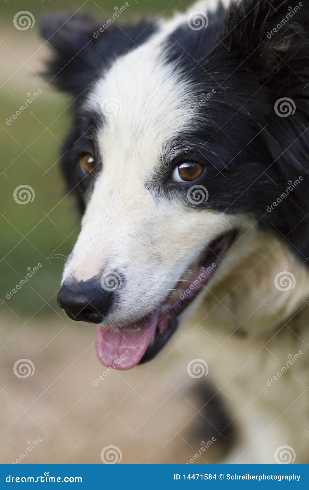 Jesse the Dog stock photo. Image of german, teeth, canine - 14471584