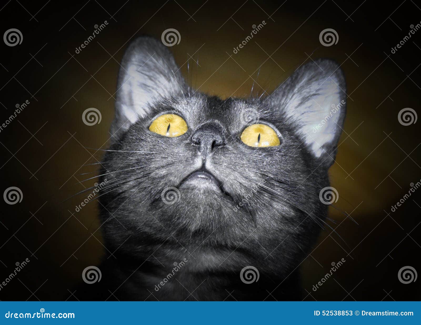 Jessica stock image. Image of black, adorable, nice, cute - 52538853