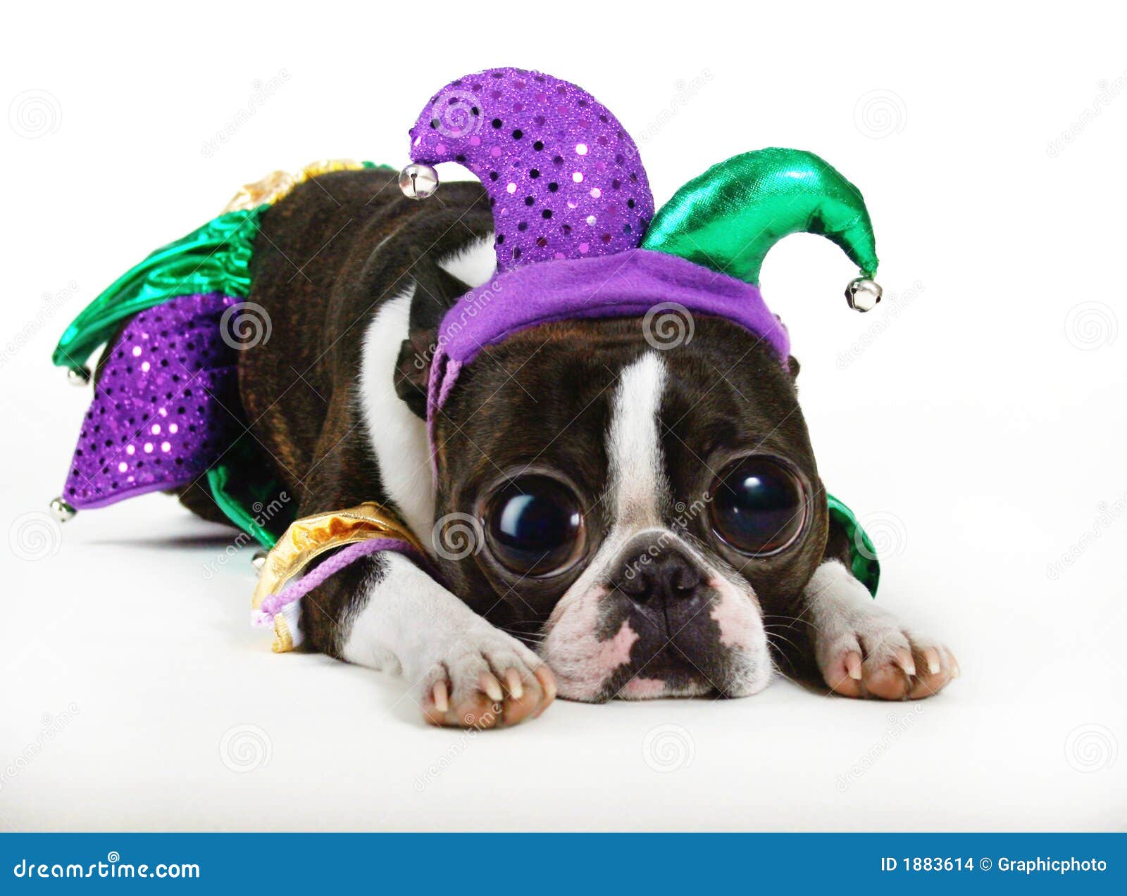 Jester dog stock photo. Image of pathetic, baby, cute - 1883614