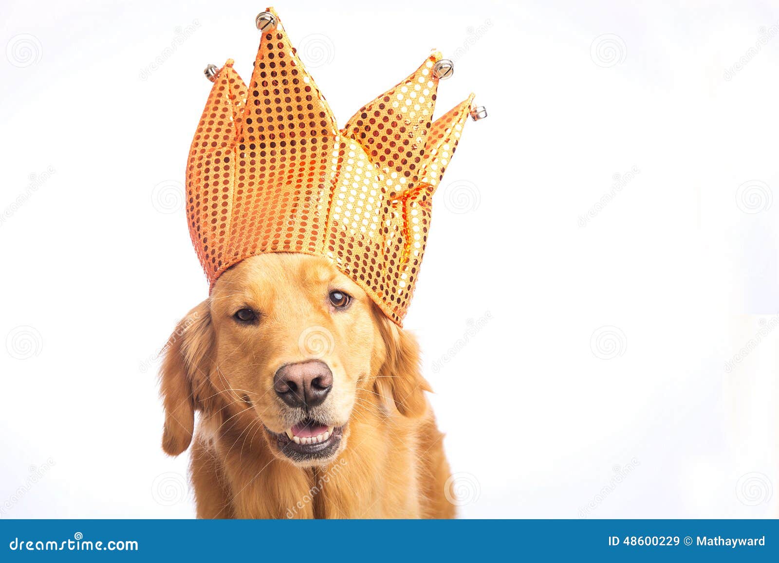 Jester Dog stock image. Image of orange, smiling, golden - 48600229