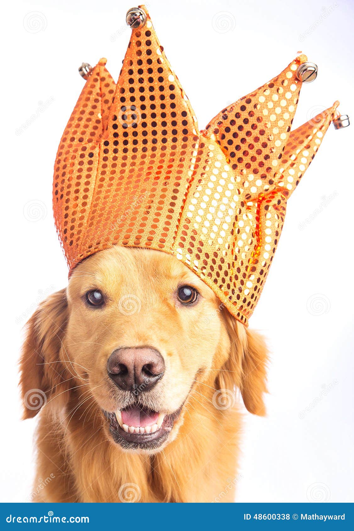 Jester Dog stock photo. Image of handsome, happy, funny - 48600338