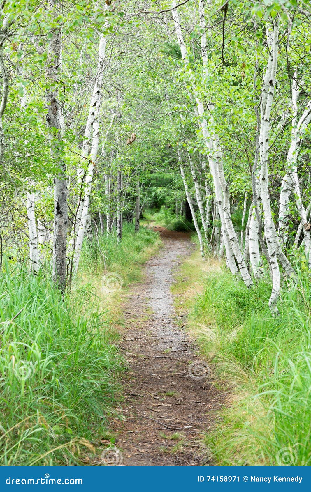 Jesup Path stock image. Image of trail, desert, solitude - 74158971