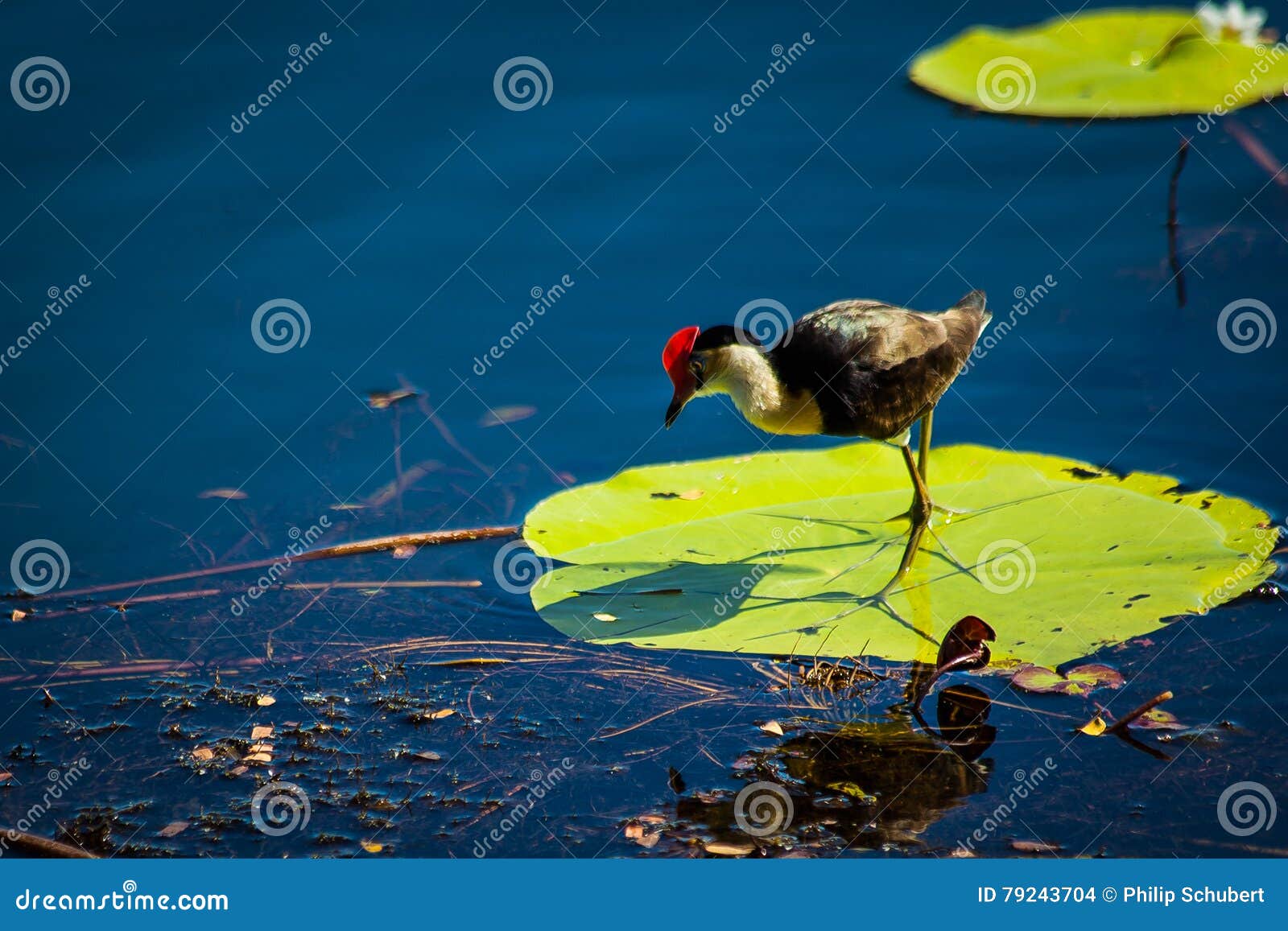 Jesus Bird - U. X28; Irediparra-gallinacea& X29; Stockfoto - Bild von ...