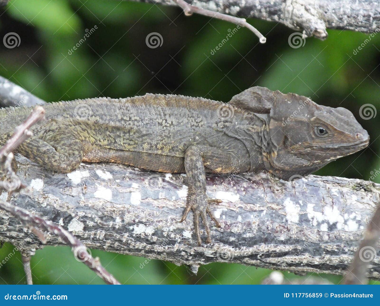 Jesus Christ Lizard Basiliscus Basiliscus Stock Image - Image of christ ...