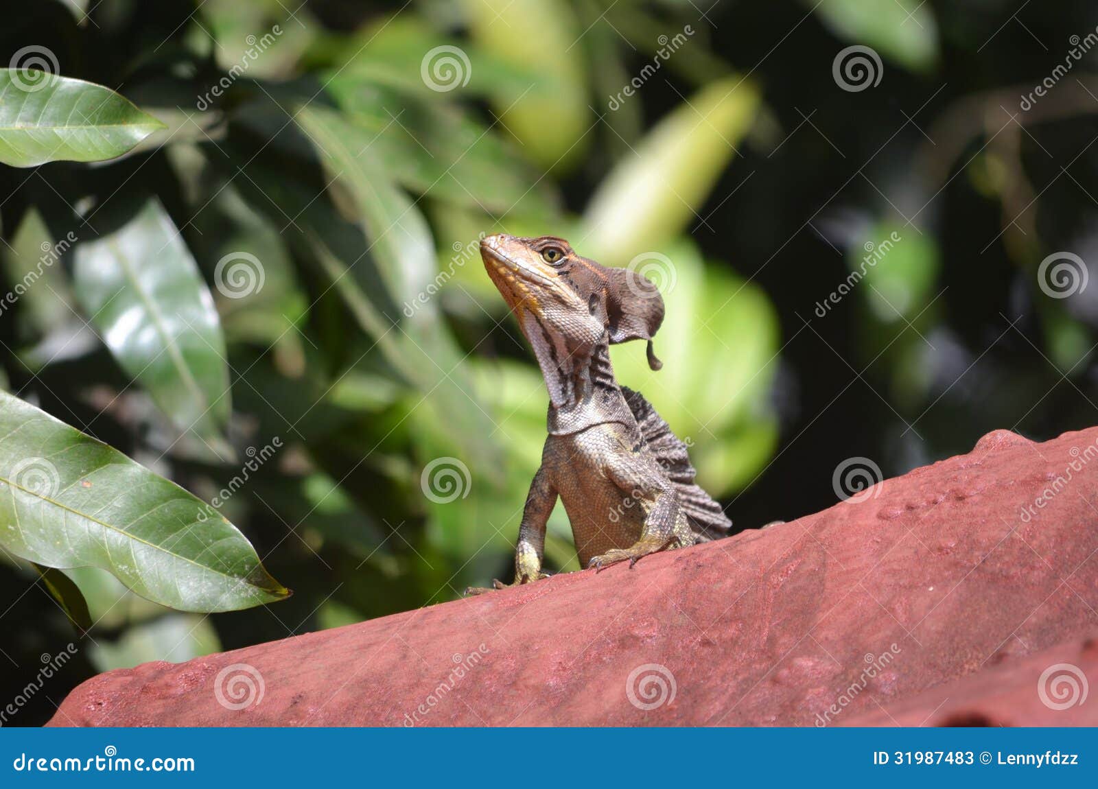 Jesus Christ Lizard A Photo On Flickriver