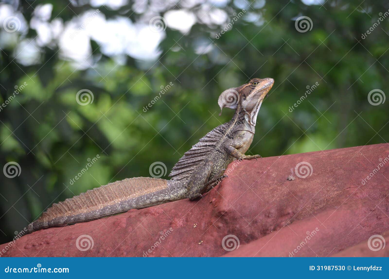 Jesus Christ Lizard Stock Photo | CartoonDealer.com #31987530