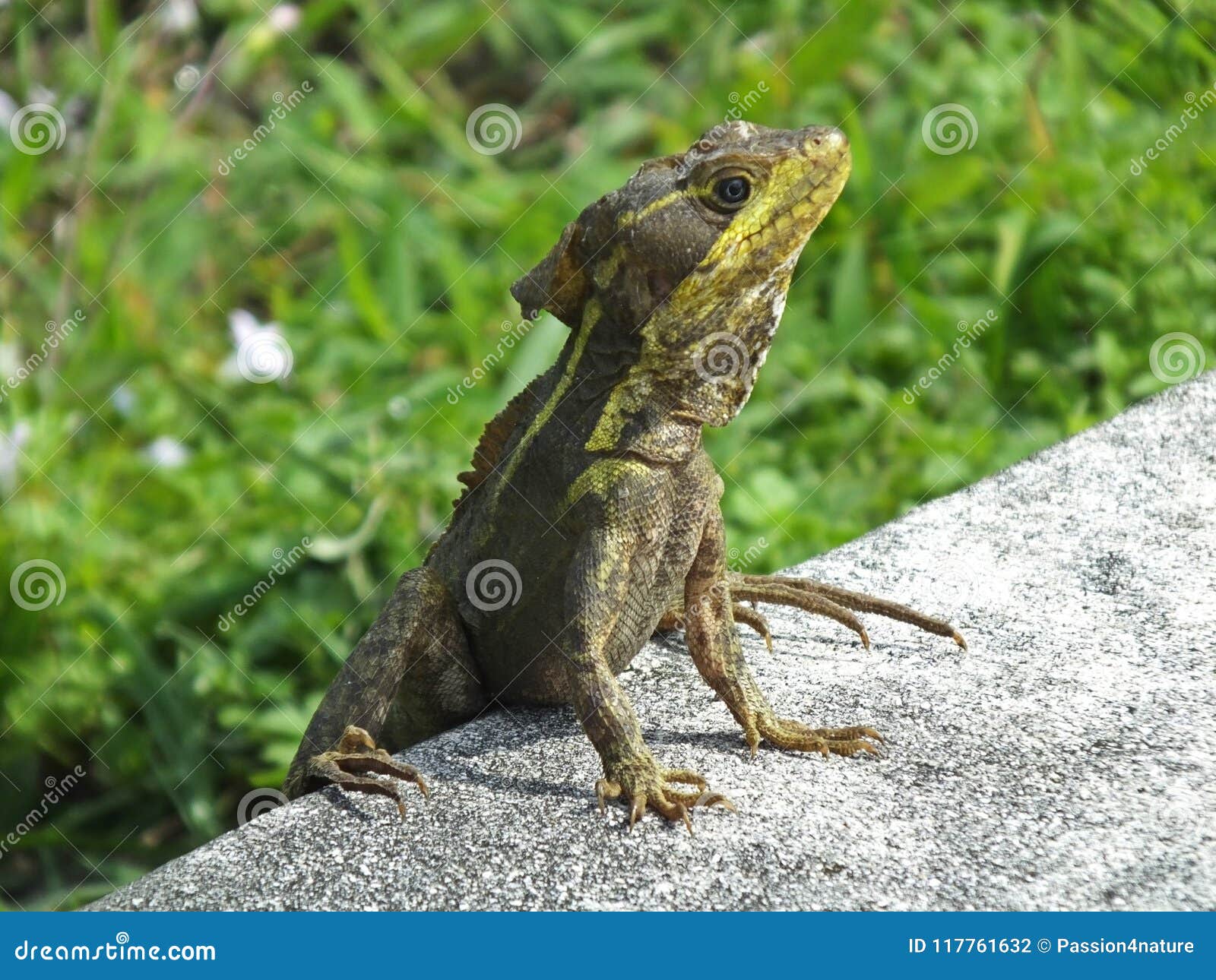 Jesus Christ Lizard Basiliscus Basiliscus Stock Photo - Image of ...