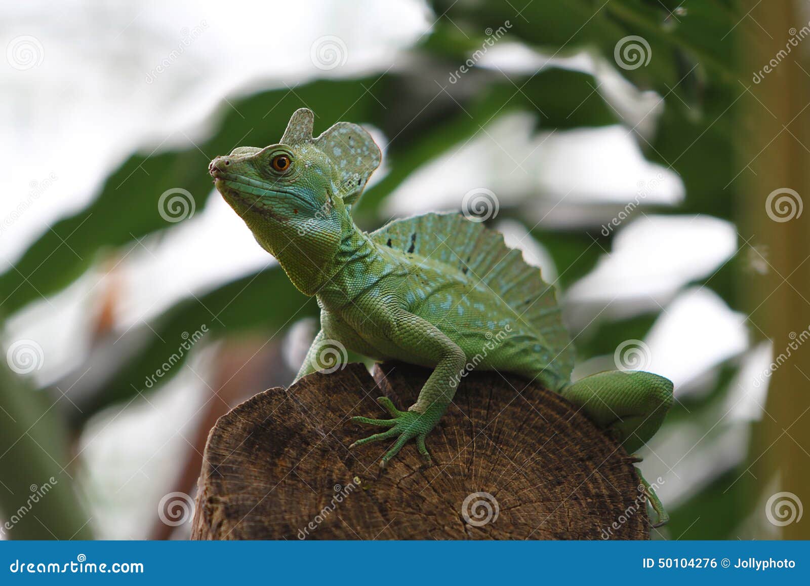 Jesus Christ Lizard verde foto de archivo. Imagen de rezo - 50104276