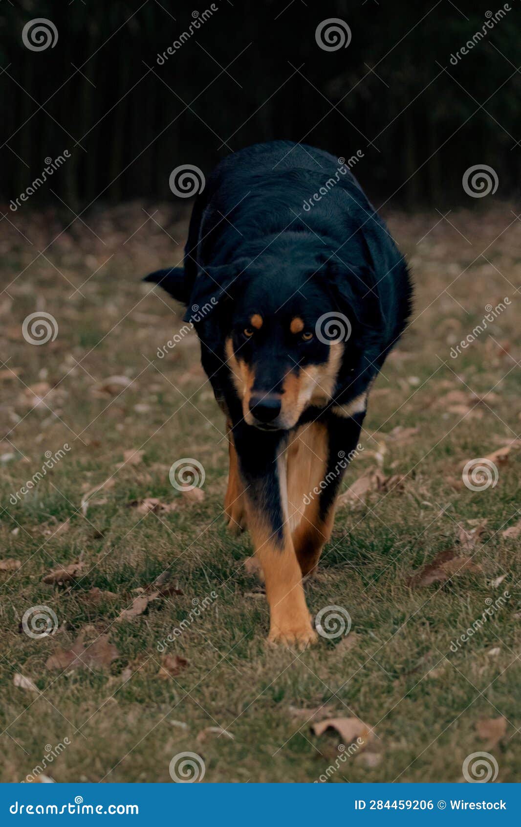 Jet-black Dog Walking Towards the Viewer. Stock Photo - Image of gaze ...
