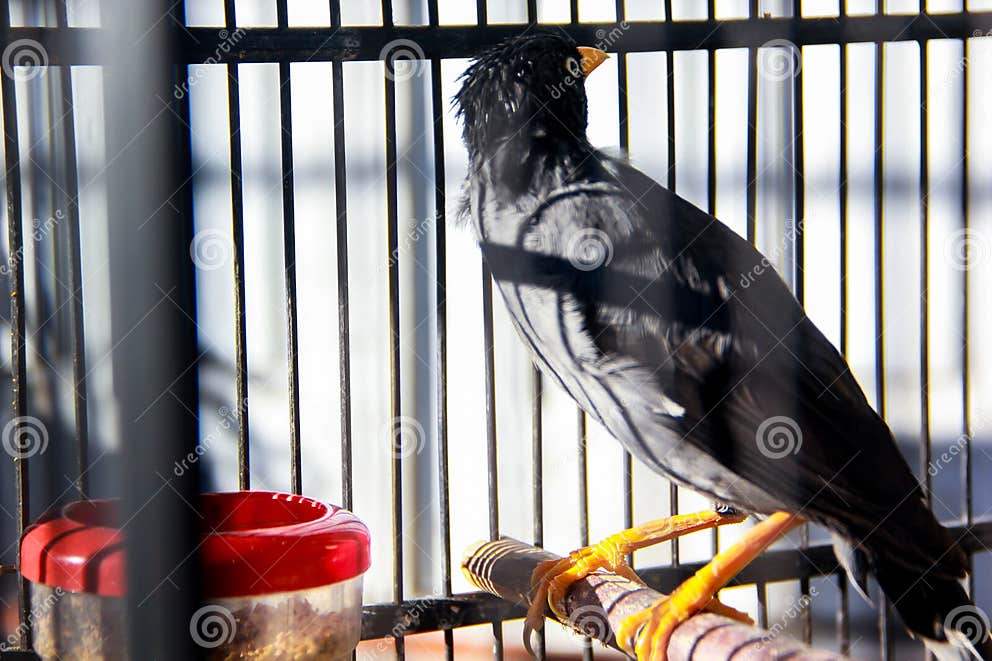 A Jet Black Starling in a Cage Looking Back Stock Photo - Image of ...