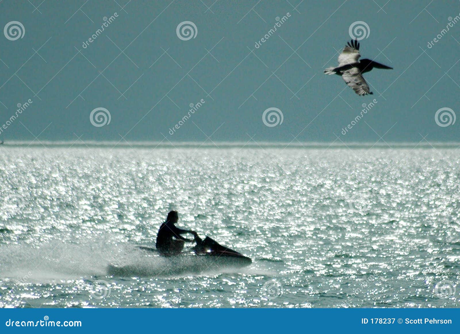 Jet-ski and pelican stock image. Image of oceanside, silhouette - 178237