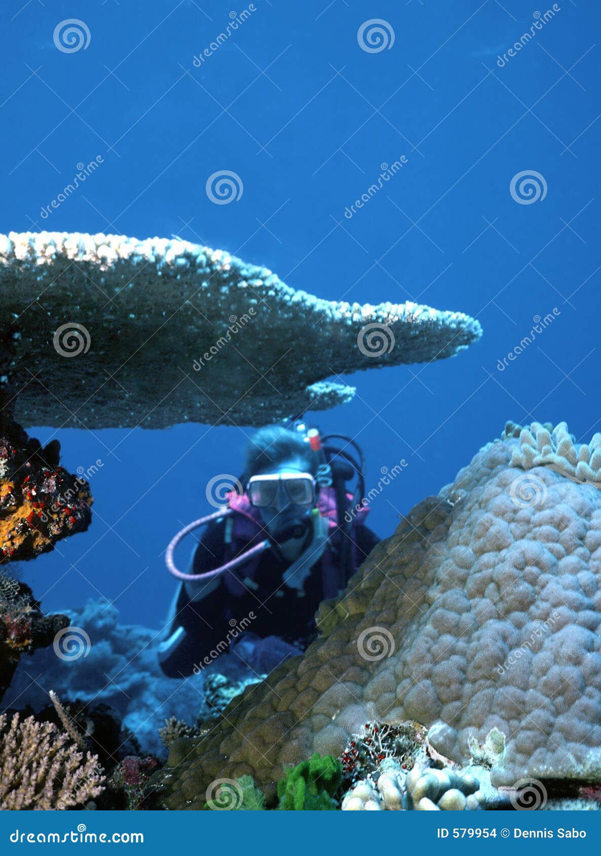 Jetez Un Coup Doeil Un Boo Photo Stock Image Du Loisirs Tropical