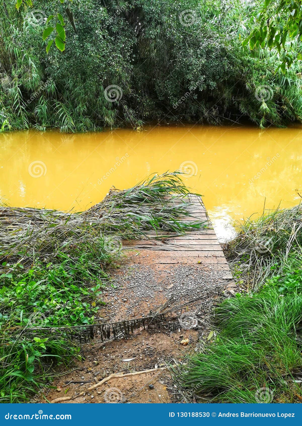 Jetty with plants stock photo. Image of plants, dragged - 130188530