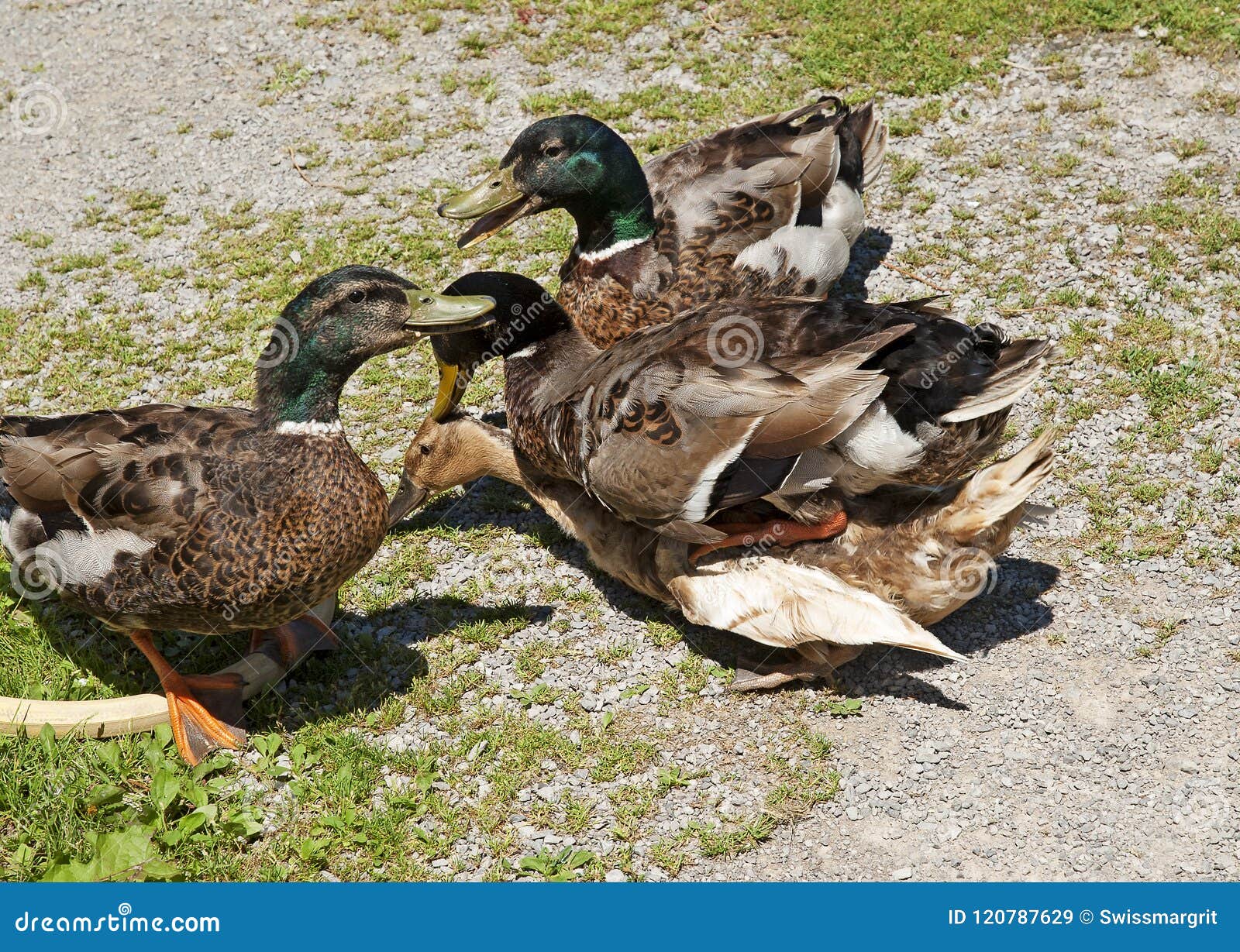 Jeu De Accouplement De Canard Image stock - Image du nature, canard ...