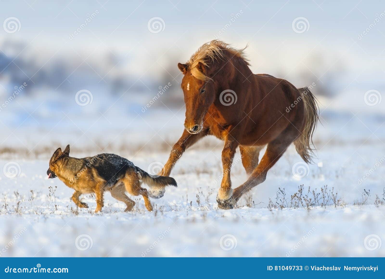 Jeu De Cheval Avec Le Chien Dans La Neige Image stock - Image du ...