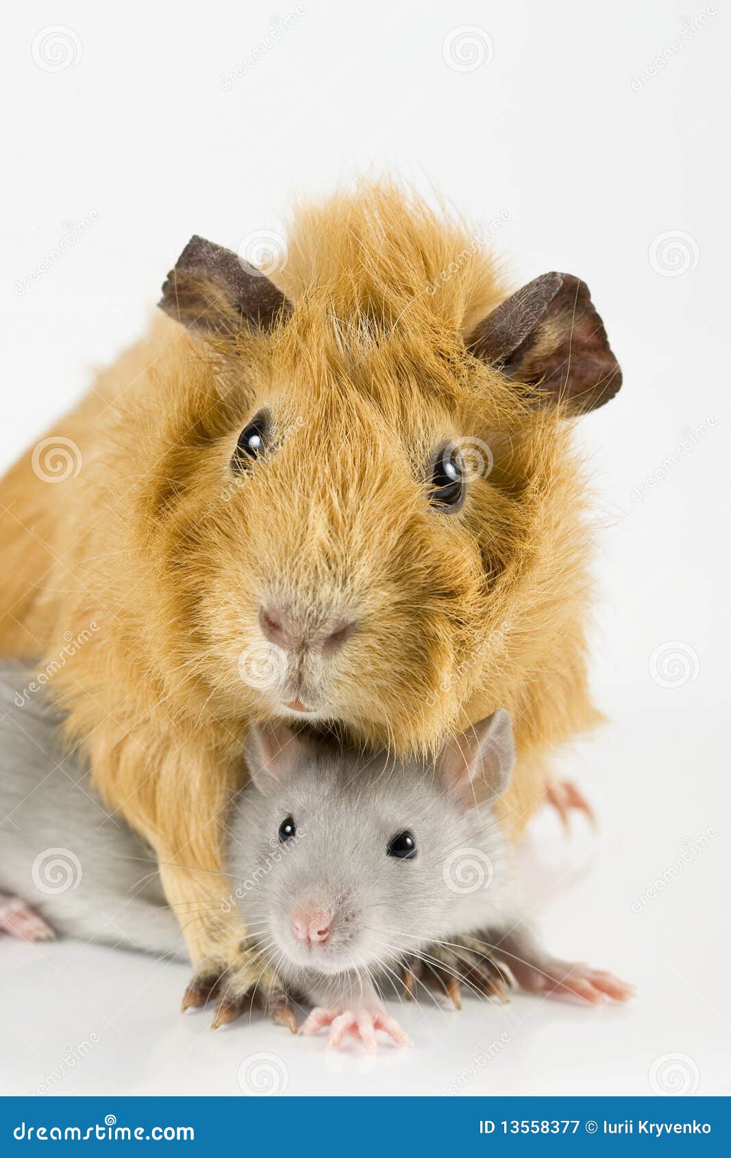 Jeu de cobaye et de rat image stock. Image du porc, fourrure - 13558377