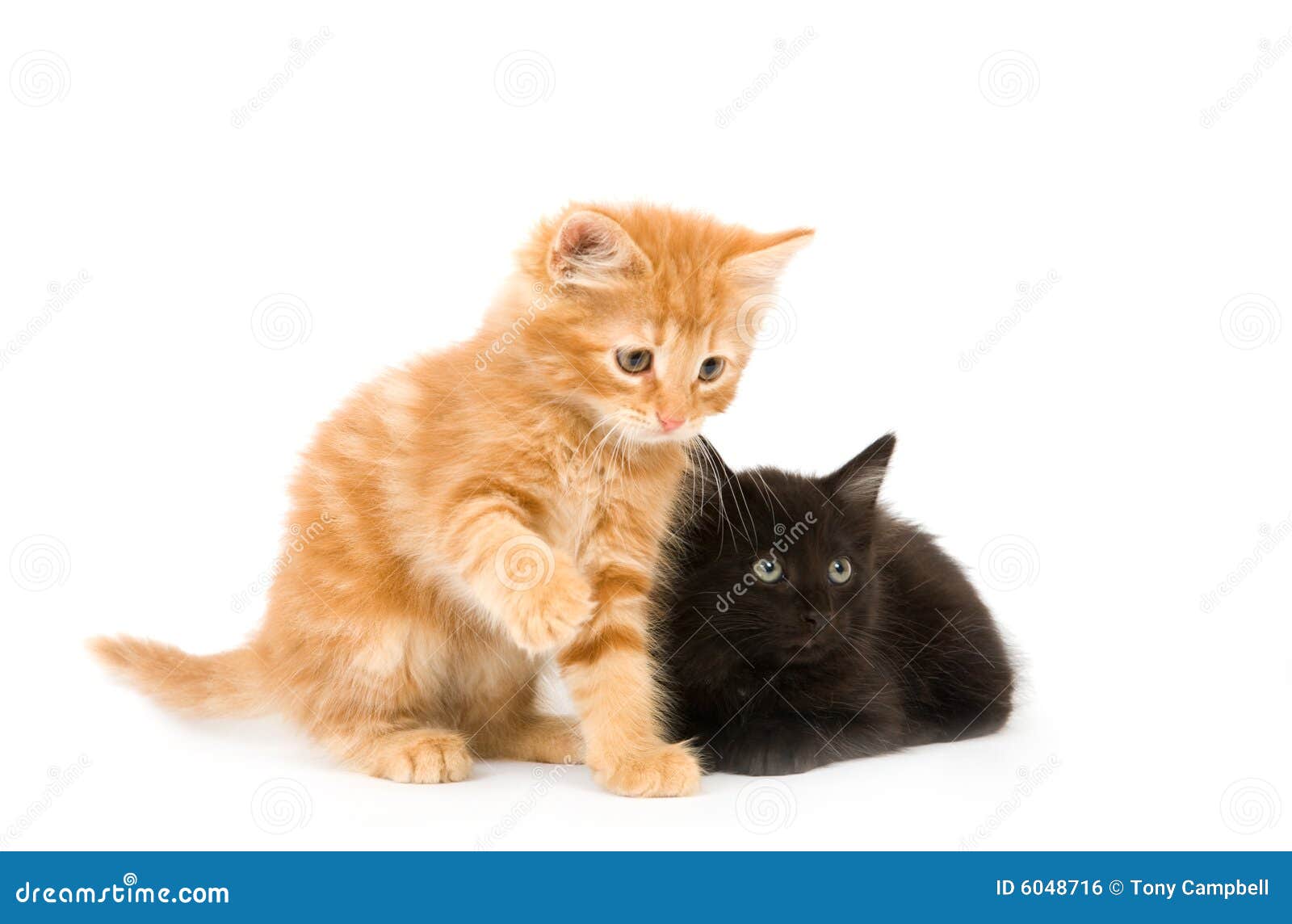Jeu de deux chatons photo stock. Image du accouplement - 6048716
